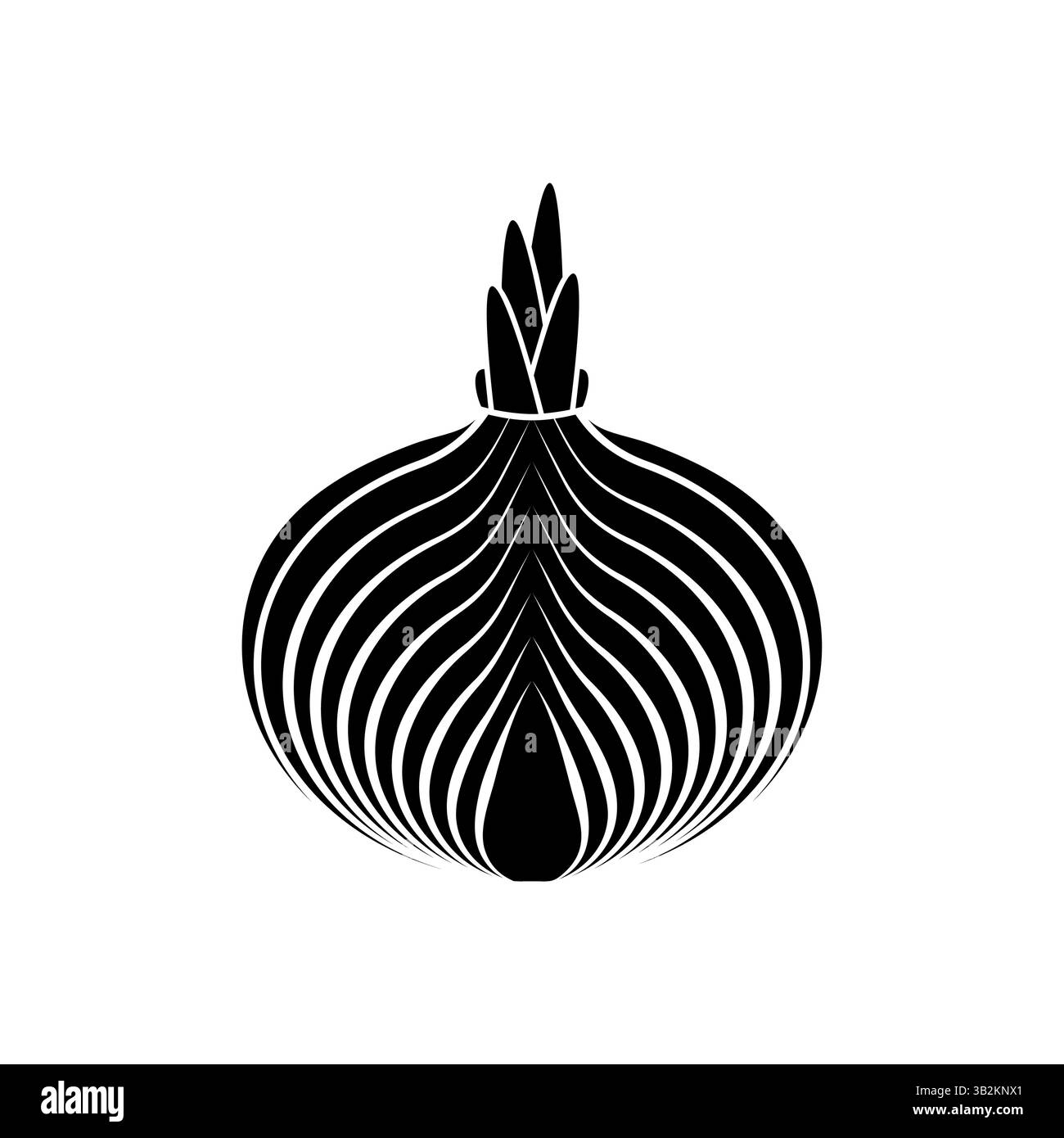 Fresh onion harvest Black and White Stock Photos & Images - Alamy