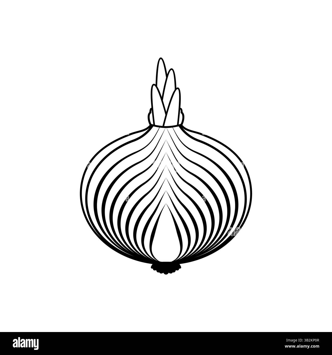 Bulb onion cultivation Stock Vector Images - Alamy