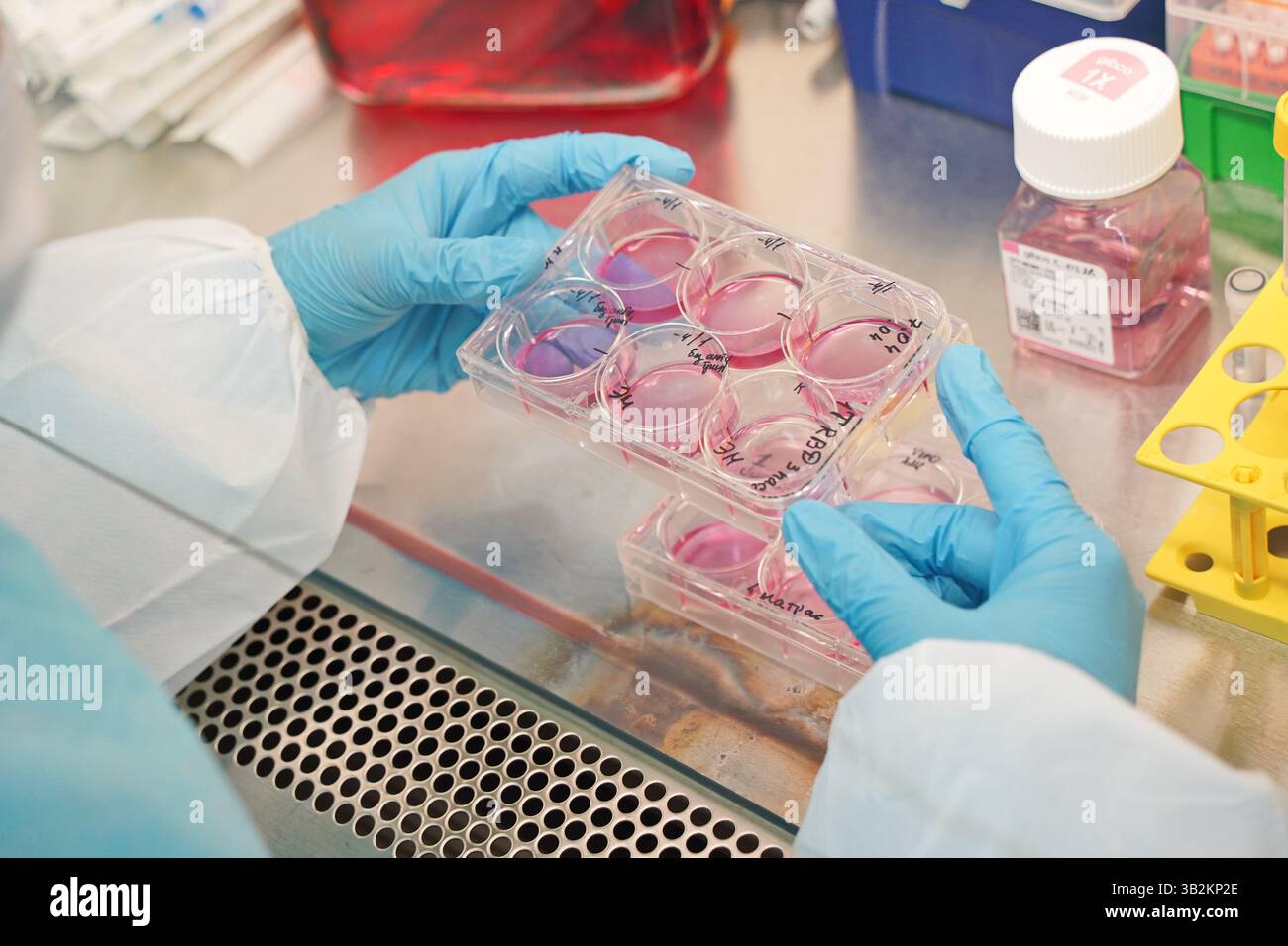 Virologists analyze various pathogens in the laboratory Stock Photo - Alamy