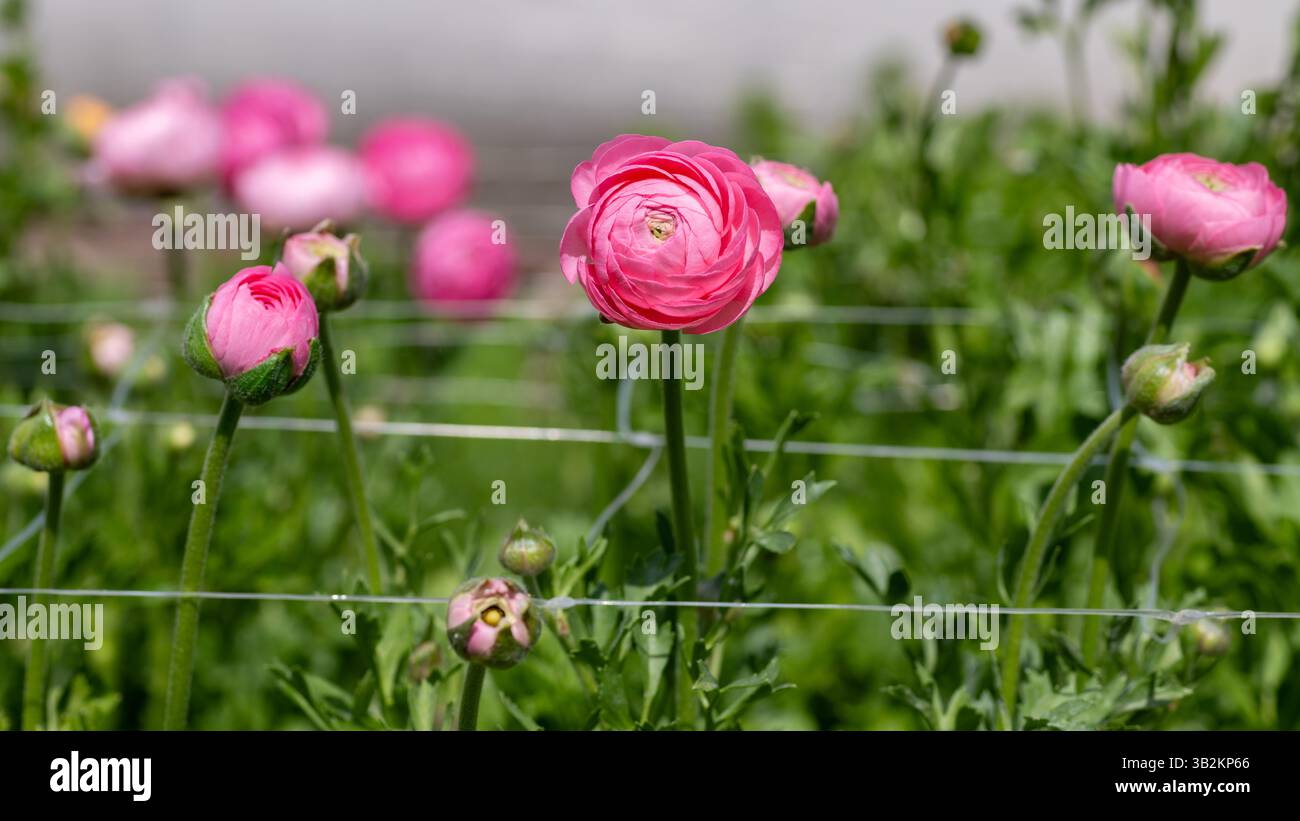 Ranunculus. Growing beautiful pink ranunculus or buttercup flowers ...