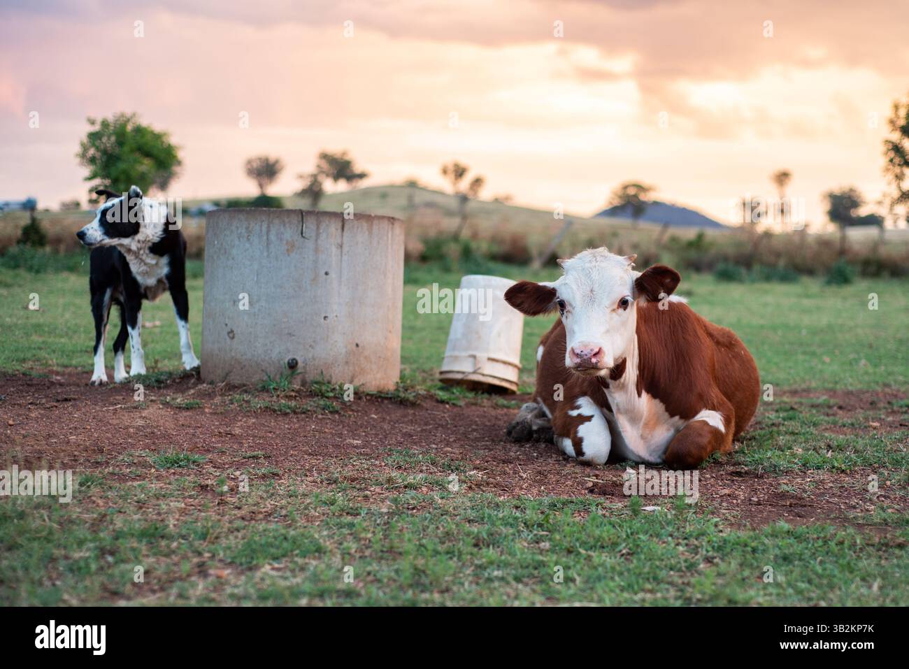 Angus hereford beef cattle hi-res stock photography and images - Alamy