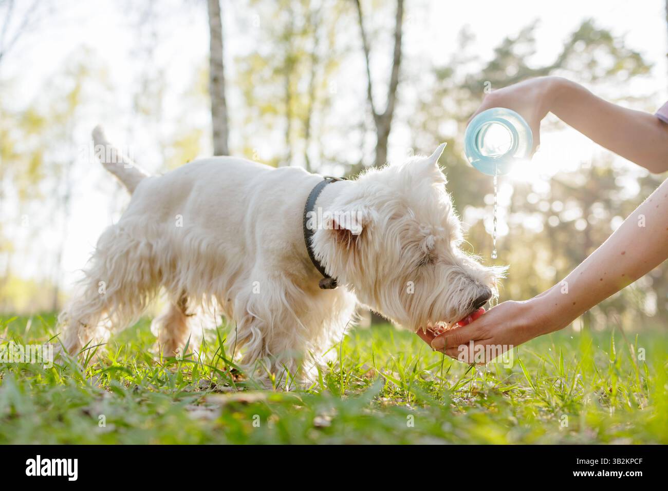 Owner pouring water dog hi-res stock photography and images - Alamy