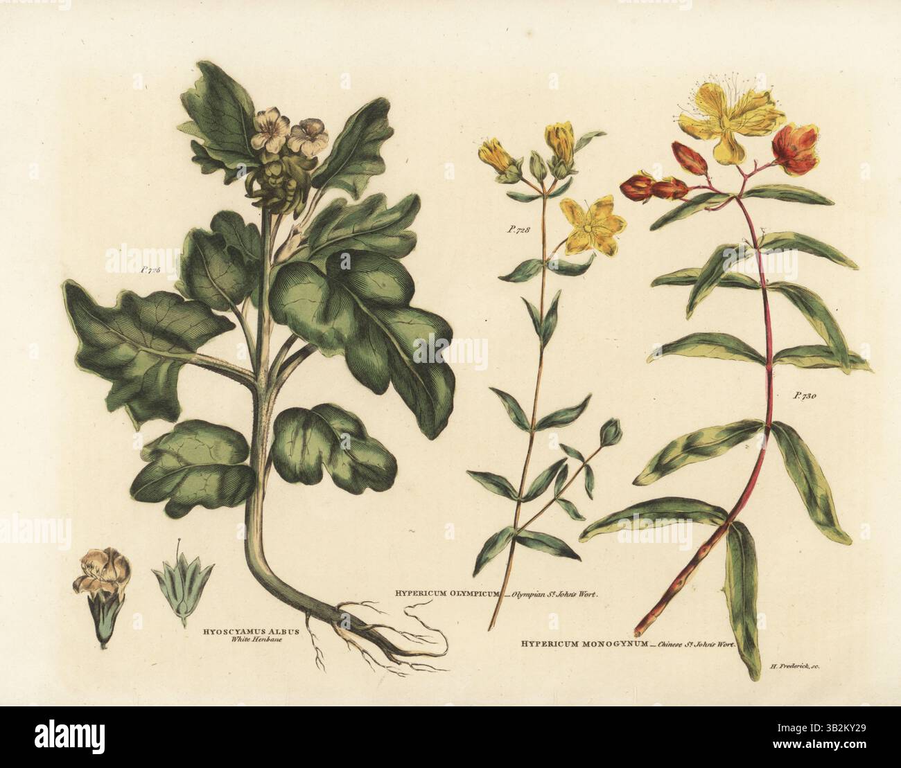 White henbane, Hyoscyamus albus, Mount Olympus St. John's wort ...