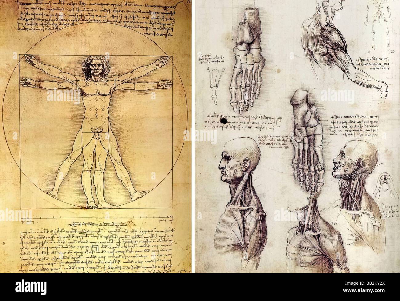 The codex leicester leonardo da vinci hi-res stock photography and ...