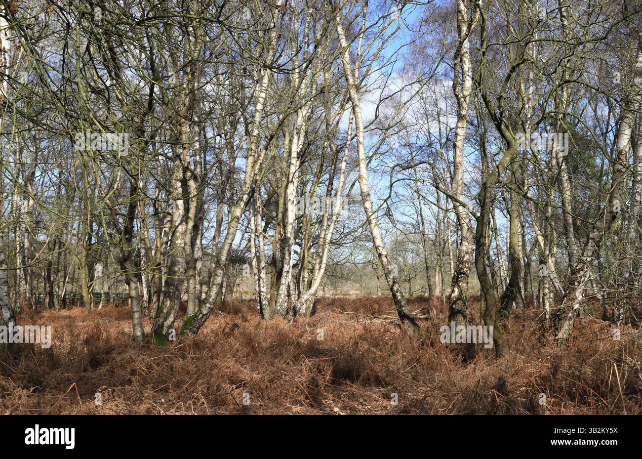 A view of Silver Birch trees on a base of dead bracken around the ...