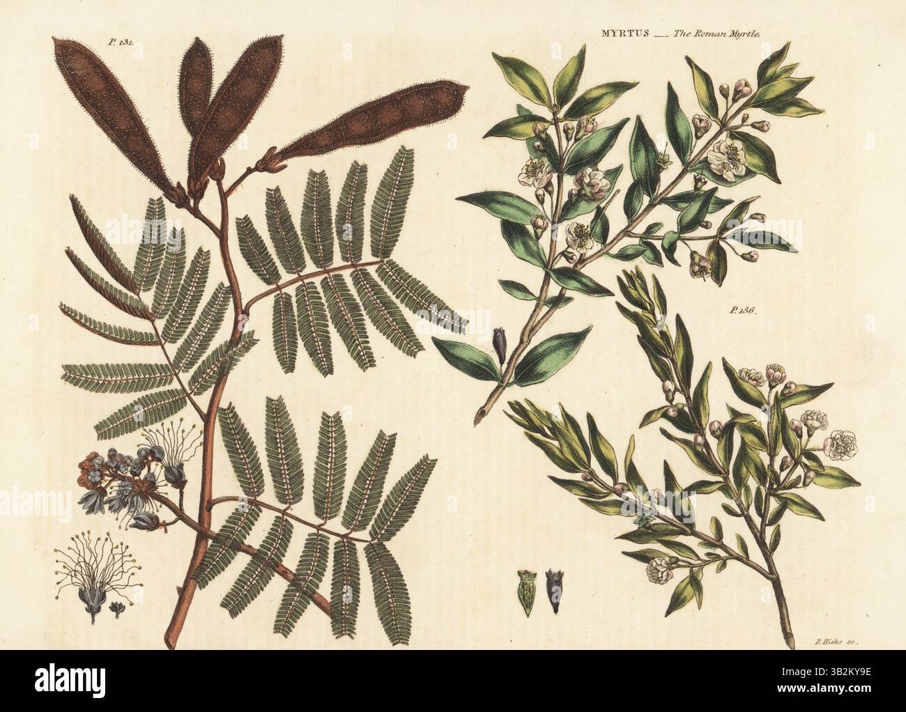 Double flowering myrtle hi-res stock photography and images - Alamy