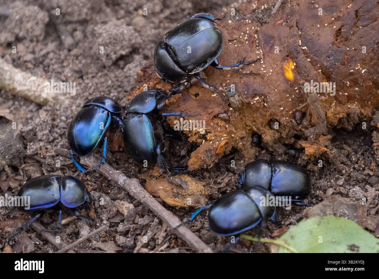 Bodenlebewesen hi-res stock photography and images - Alamy