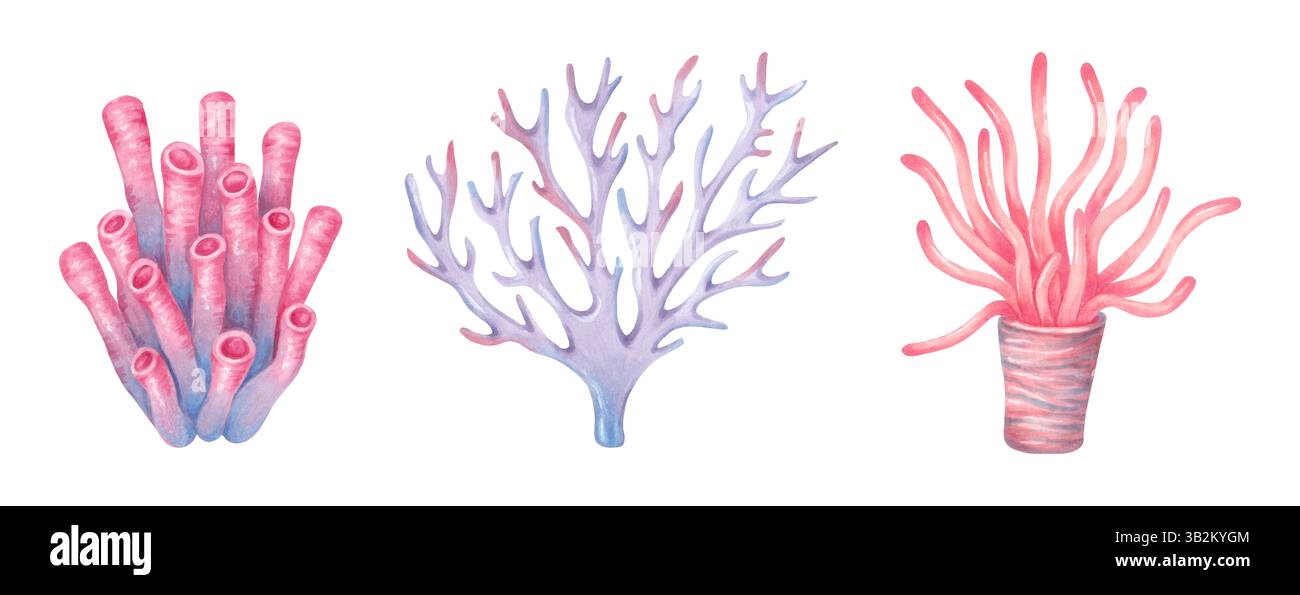 Set of tube, branched coral, sea sponge. Watercolor and marker ...