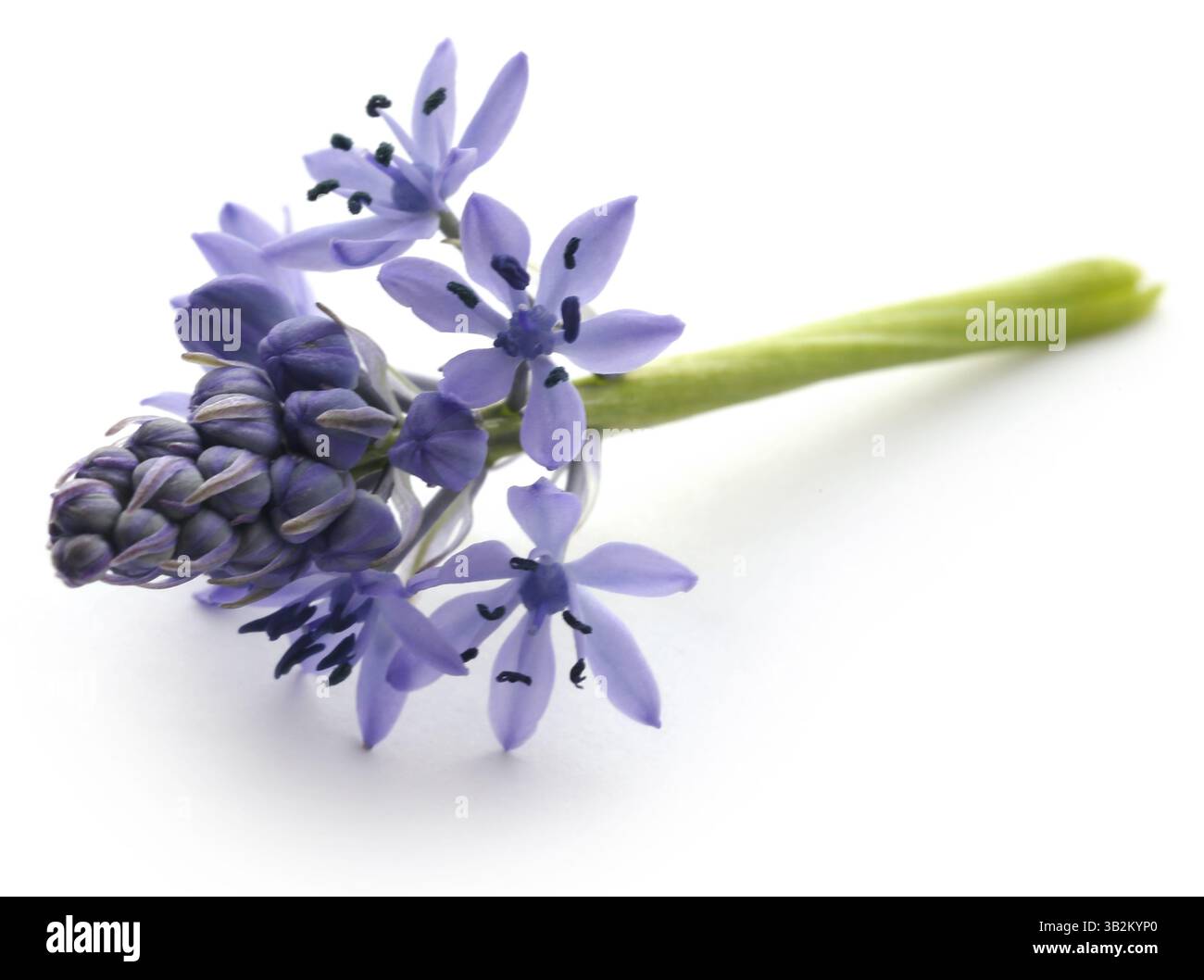 Blue hyacinth flower blooming Cut Out Stock Images & Pictures - Alamy