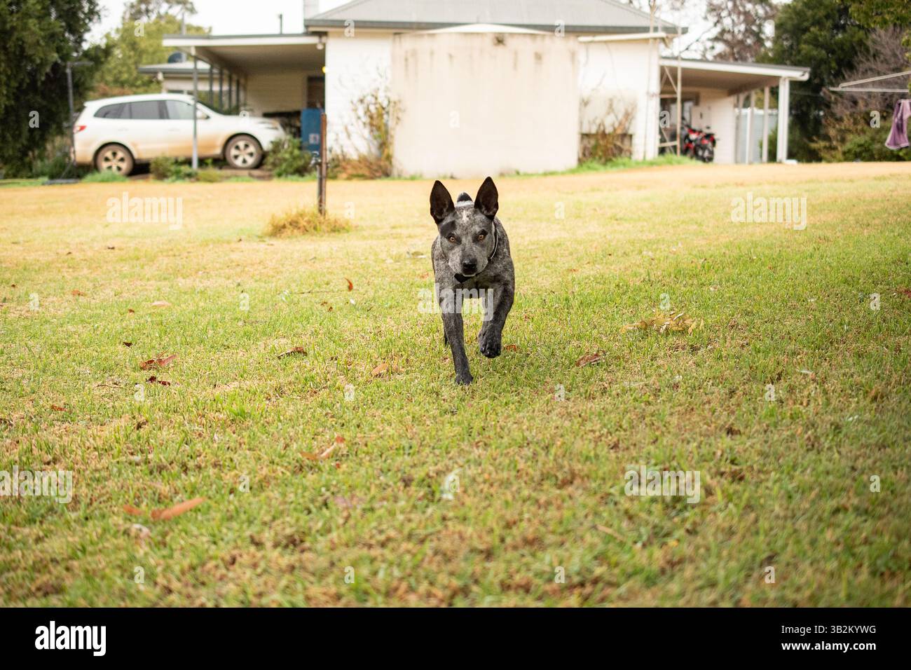 blue heeler dog playing Stock Photo - Alamy