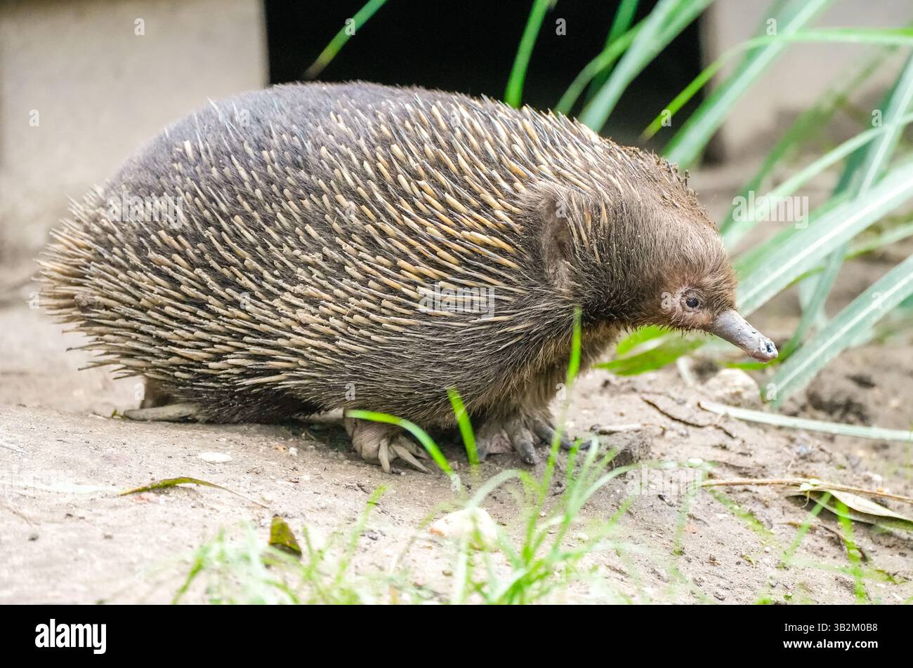 Portrait of a short-beaked echidna. Tachyglossidae. Echidna. Animal in ...