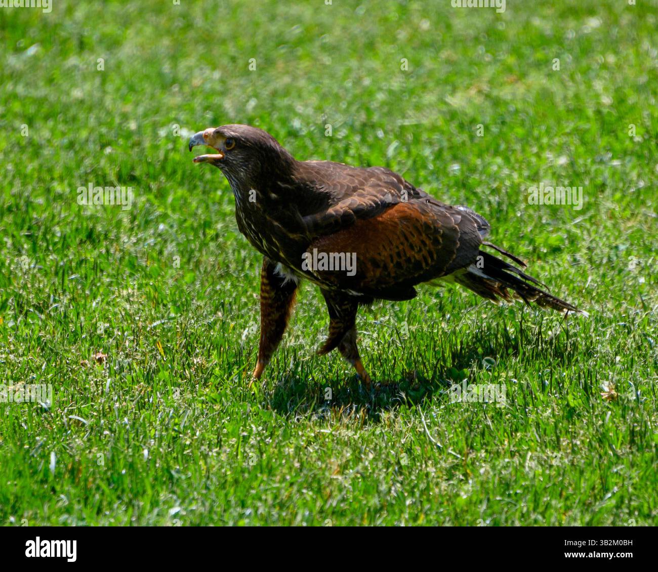 Avian creature features vibrant plumage hi-res stock photography and ...