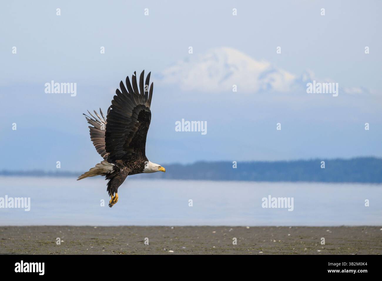 A powerful eagle hovers gracefully over a sandy beach, its wings ...
