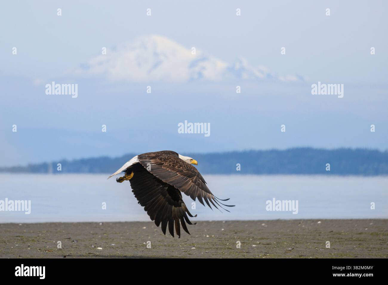 A bald eagle flies low over a sandy shore, showcasing its wingspan ...