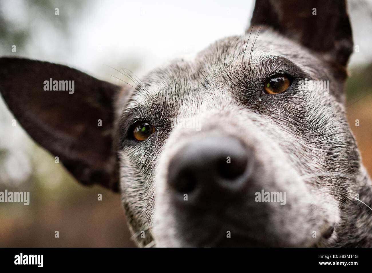 portrait of a blue heeler dog face Stock Photo - Alamy