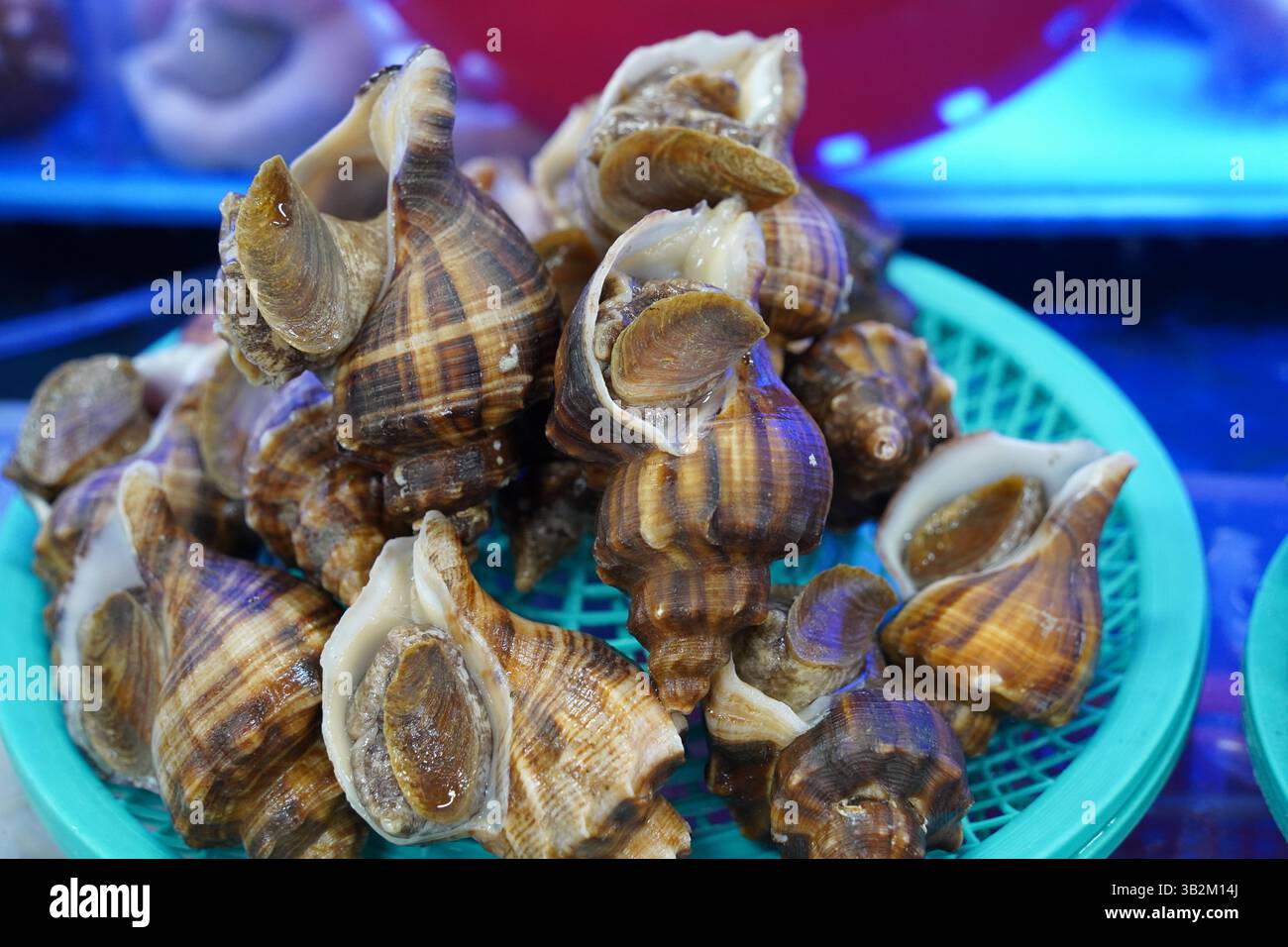 Fresh Whelks A Pile of Sea Snails Ready for Cooking Stock Photo - Alamy