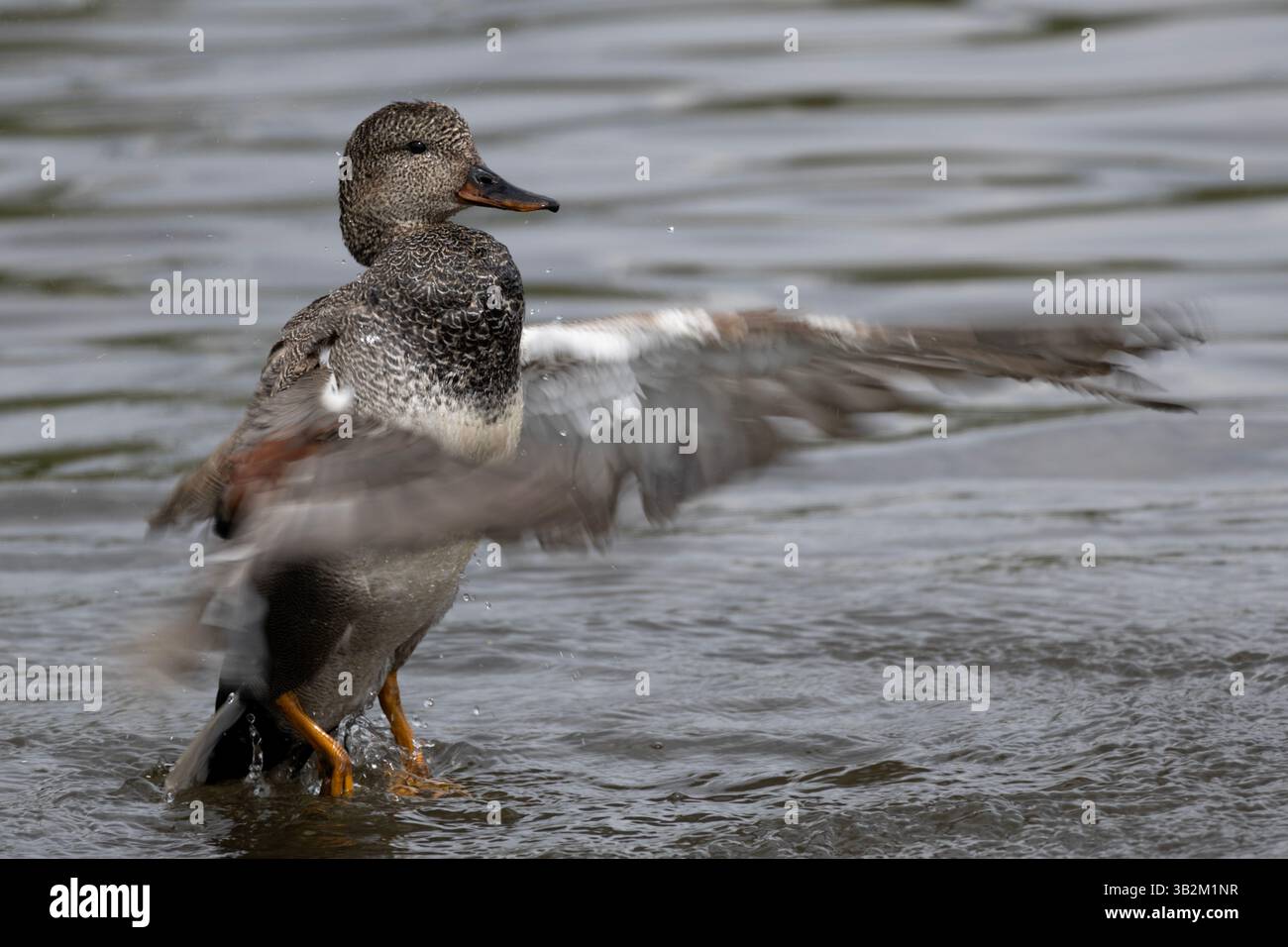 A gadwall duck stands partially in water, flapping its wings to dry ...