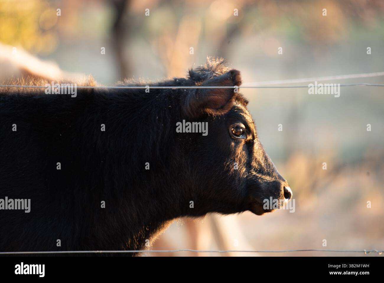Angus calf cow bull hi-res stock photography and images - Alamy