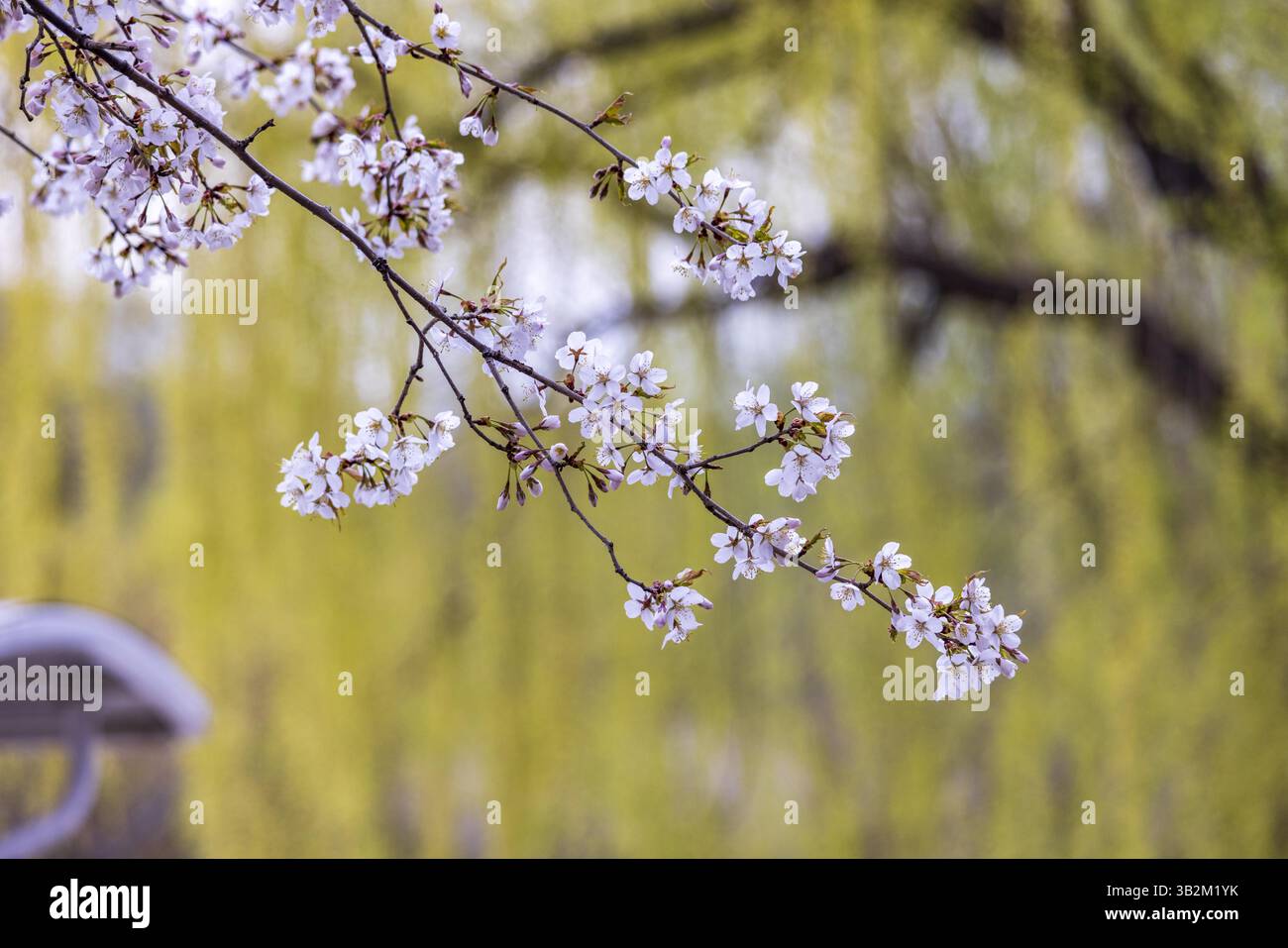 Cherry blossoms burst into bloom in Jilin City, northeast China's Jilin ...