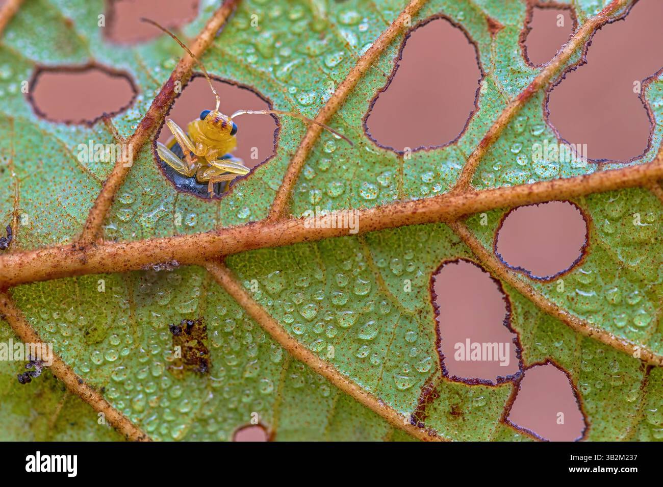 Universo infinito hi-res stock photography and images - Alamy