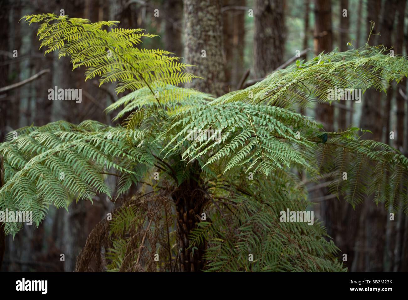 Fern palm tree in hi-res stock photography and images - Alamy
