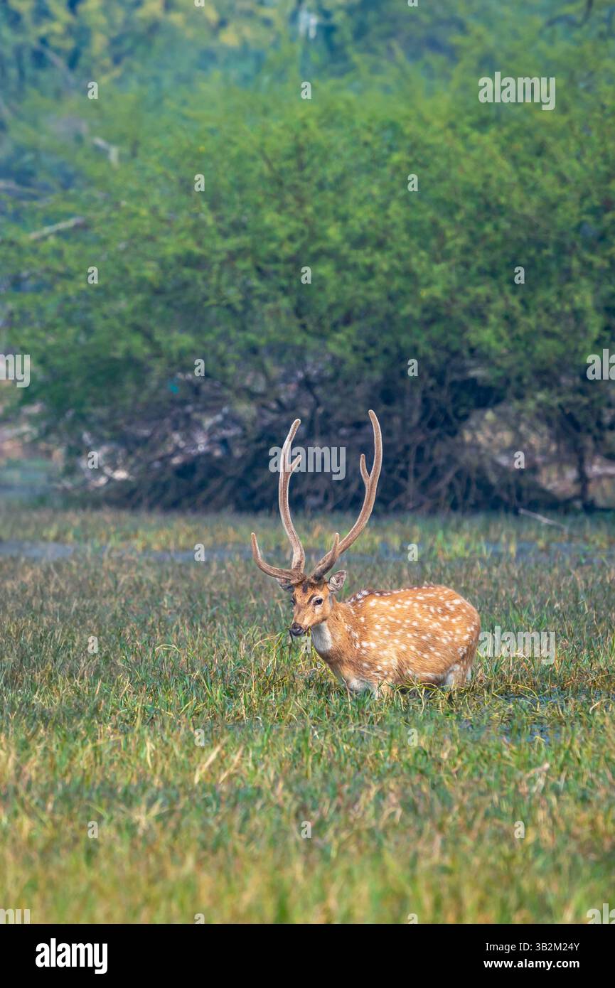 long and big antler wild male spotted deer or chital cheetal or axis ...