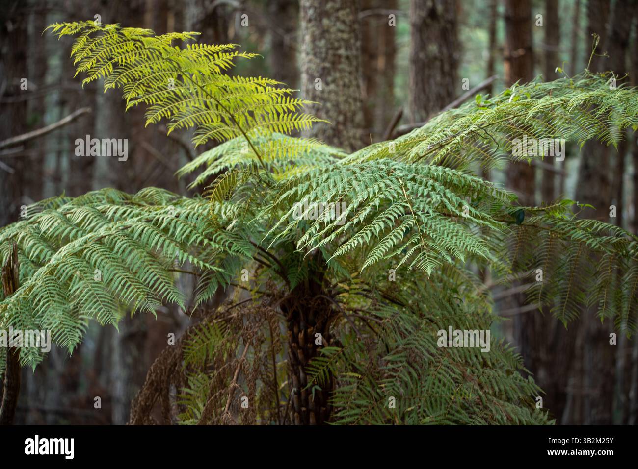 Fern palm tree in hi-res stock photography and images - Alamy