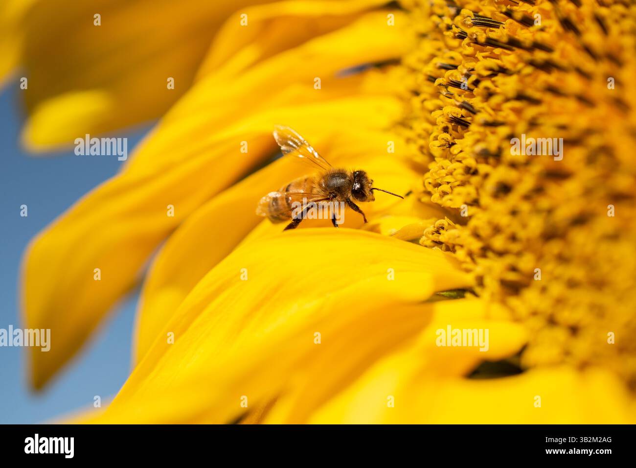 Cartoon sunflowers hi-res stock photography and images - Alamy
