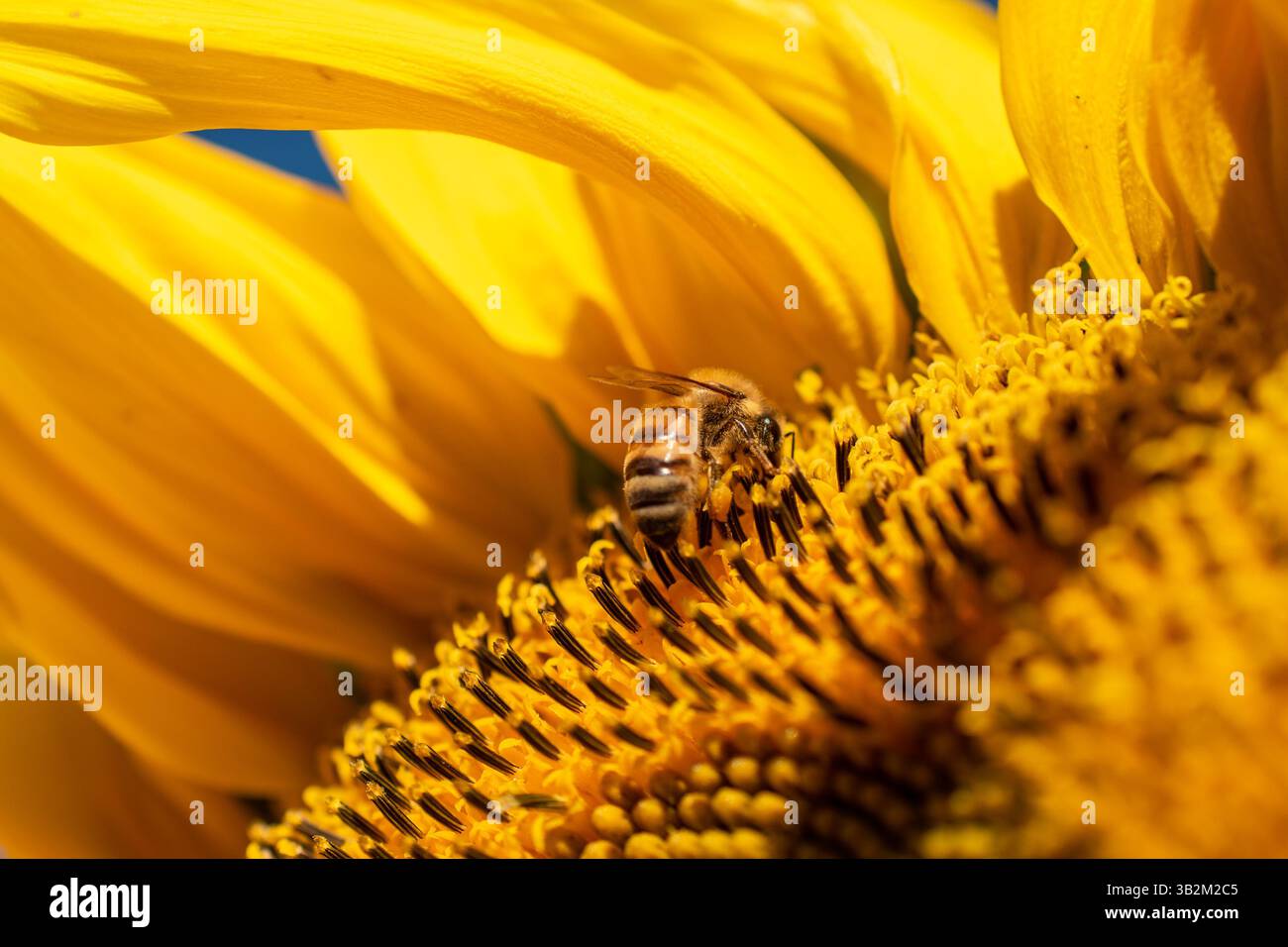 Hand drawn garden sunflower hi-res stock photography and images - Alamy