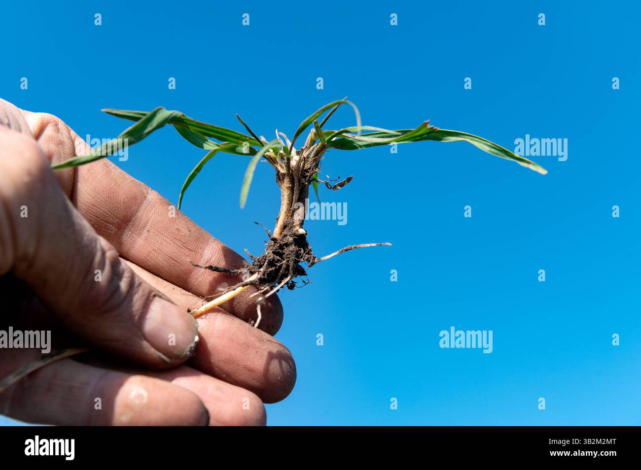 General stock. Gardening Common couch grass aka twitch, quick grass ...