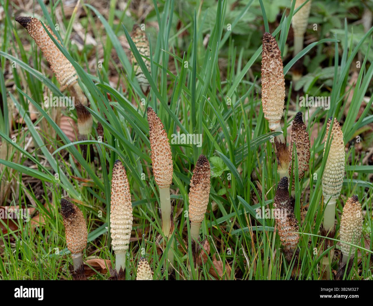 Close-up of a young horsetail (Equisetum) in its early growth stage ...