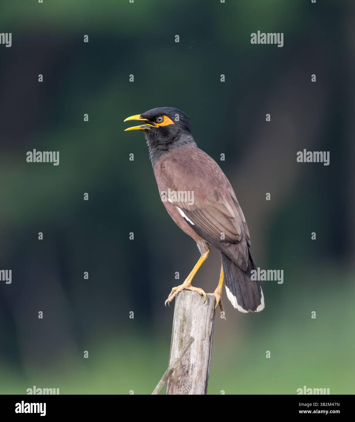 Common Myna is native to South Asia but has been introduced to many ...