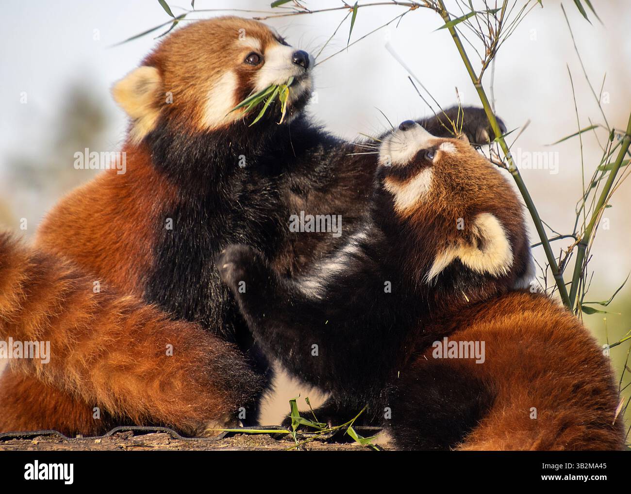 Two red pandas engage in a playful display amid bamboo foliage ...