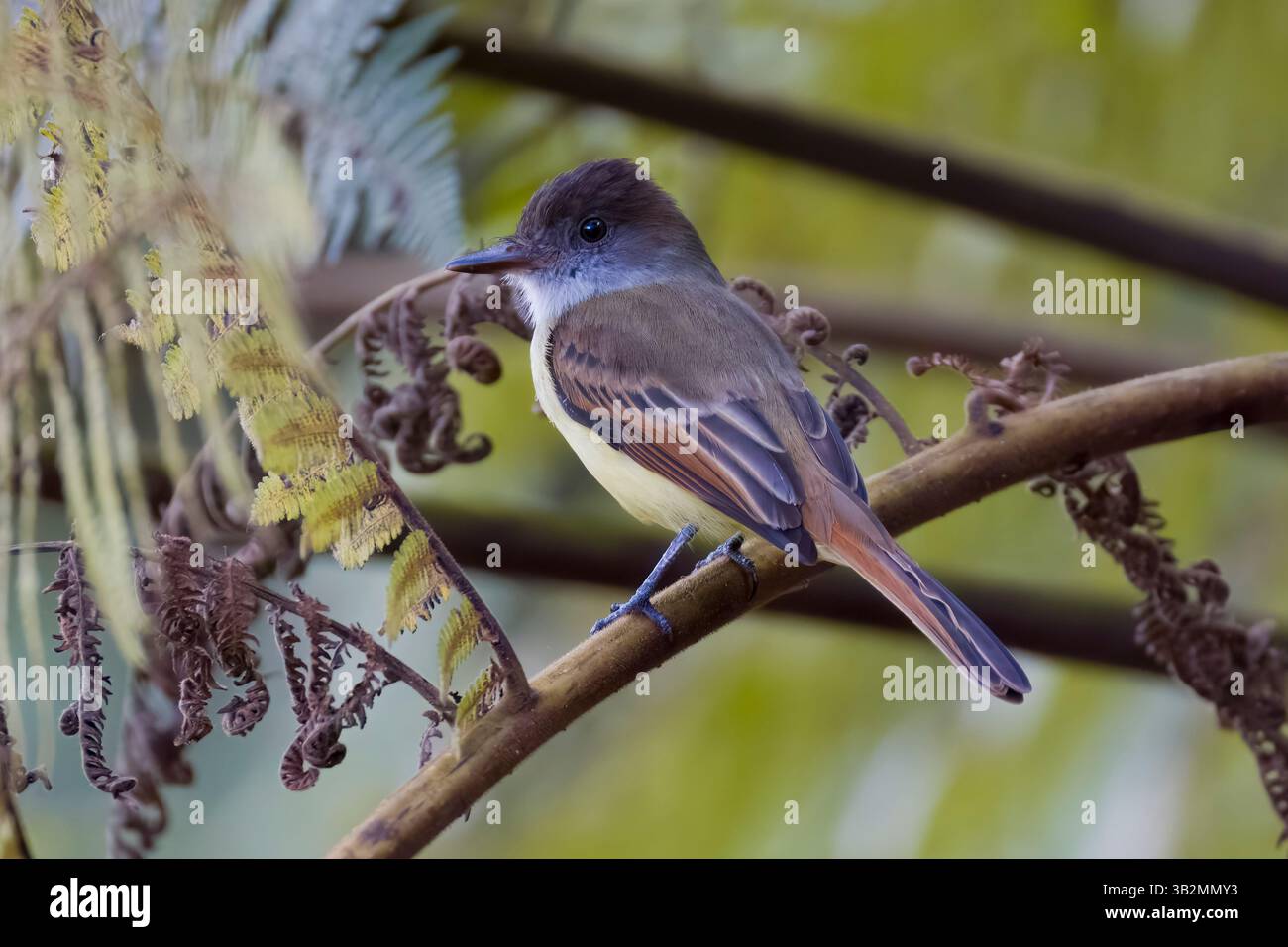 Dusky capped flycatcher costa rica hi-res stock photography and images ...