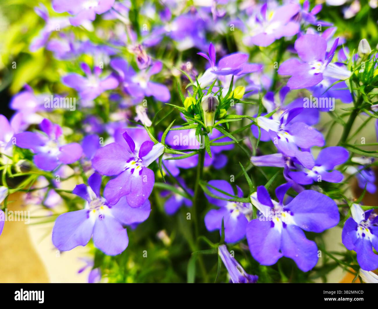 Close-Up of Vibrant Purple and White Lobelia Flowers in Bloom with ...