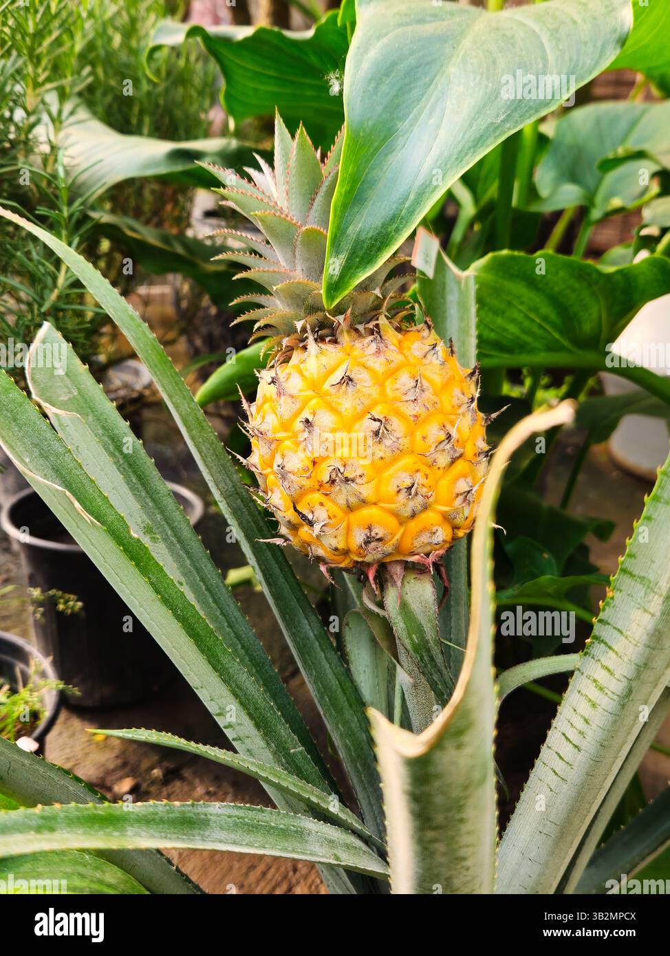 Close-Up of Miniature Pineapple Growing on Plant in Greenhouse ...