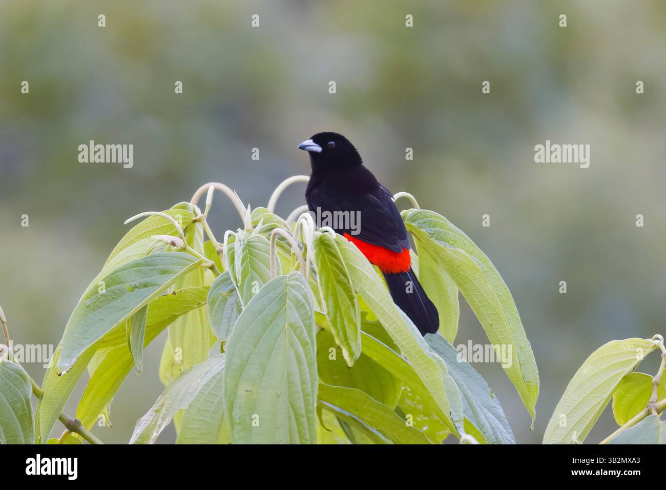 Scarlet rumped tanager male hi-res stock photography and images - Alamy