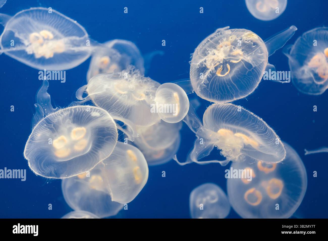 Deep water fish abyss hi-res stock photography and images - Alamy