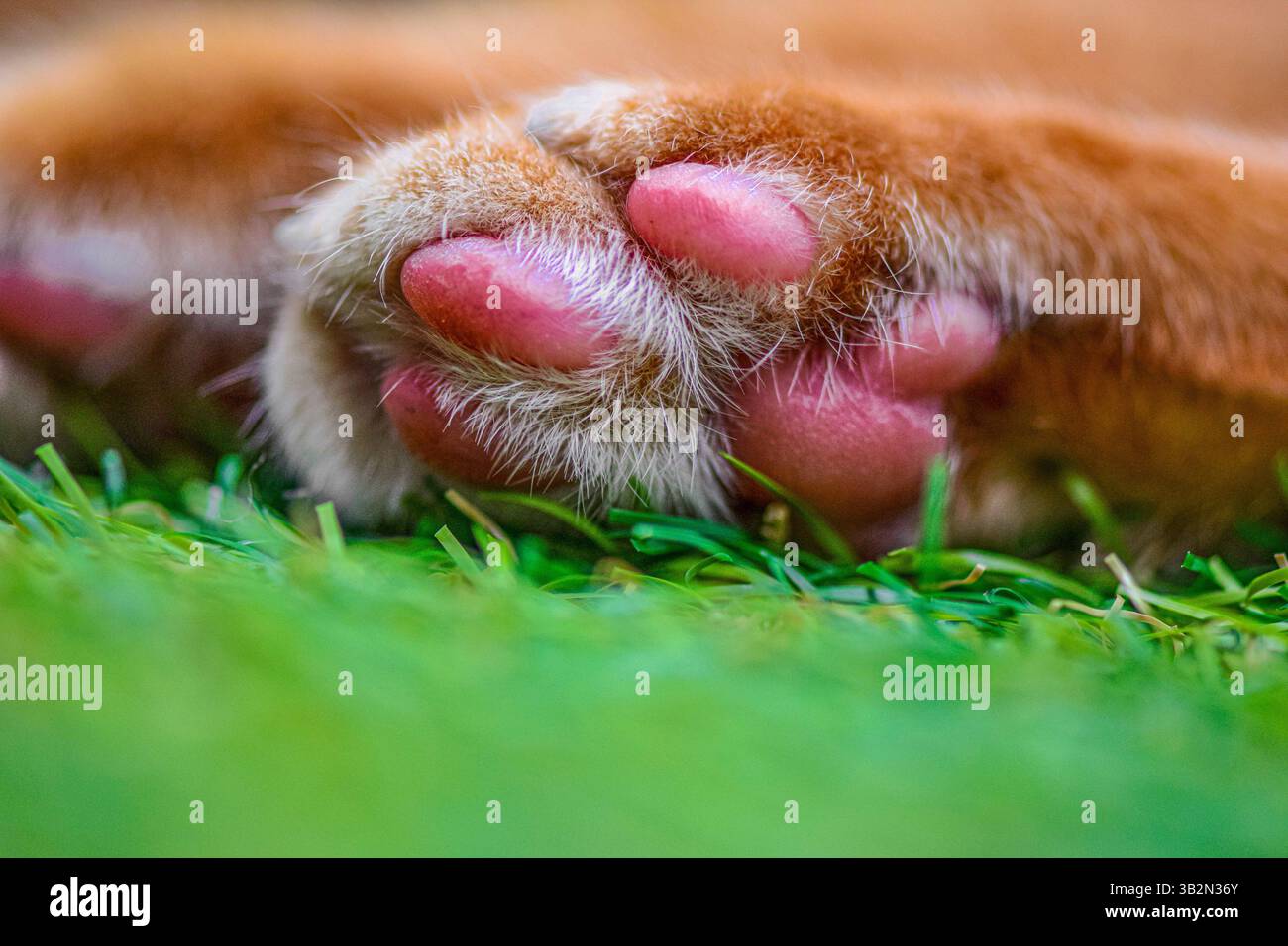 Macro pet hi-res stock photography and images - Alamy