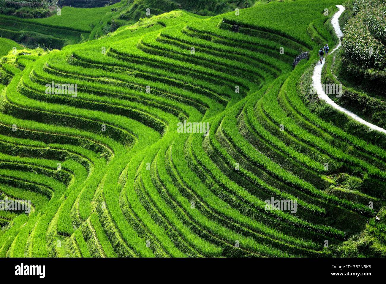 Rice field La Columna del Dragon- Guangxi- Pingan Stock Photo - Alamy