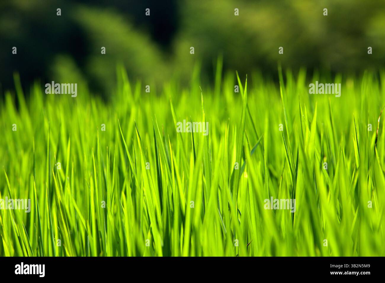 Rice field La Columna del Dragon- Guangxi- Pingan Stock Photo - Alamy