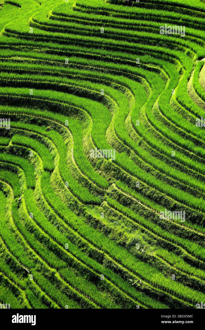 Rice field La Columna del Dragon- Guangxi- Pingan Stock Photo - Alamy