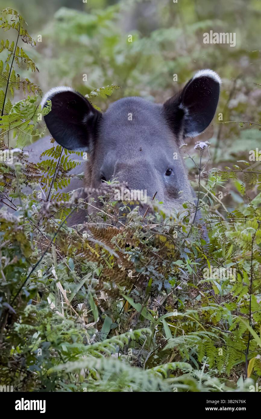 Baird’s tapir hi-res stock photography and images - Alamy