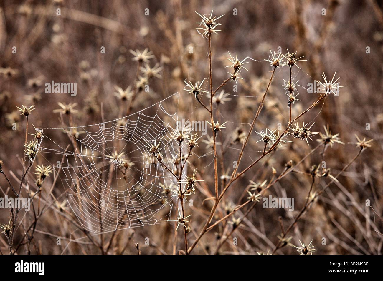 Webs in the grass hi-res stock photography and images - Alamy