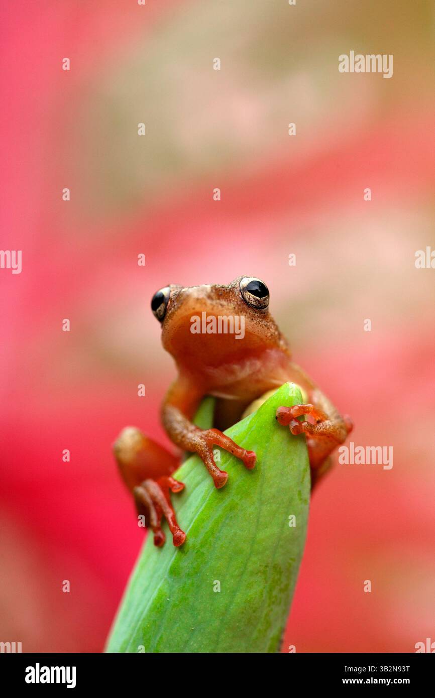 frog on a leaf in the Garamba National ParkDemocratic Republic of Congo ...