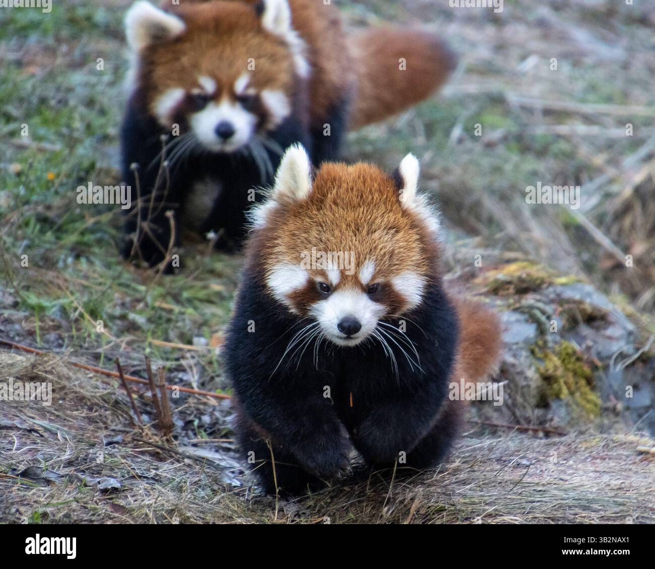 Two red pandas move through a grassy area in the forest, their fur ...