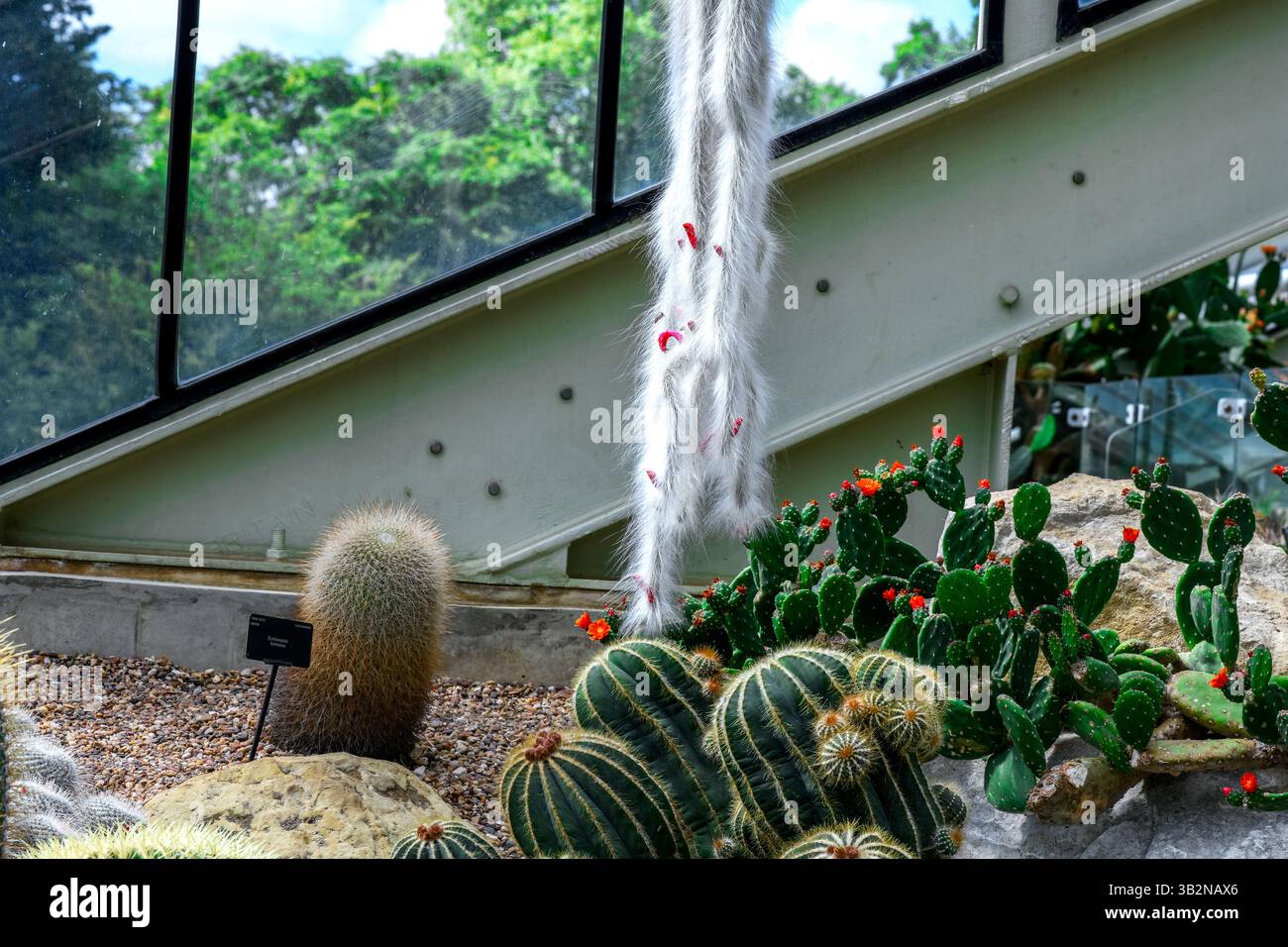 A collection of cactuses at the greenhouse Stock Photo - Alamy