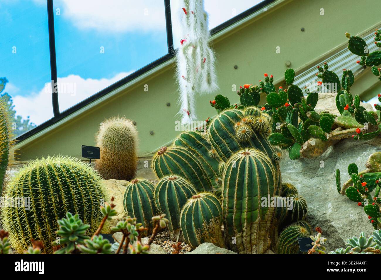 Collection desert plants conservatory hi-res stock photography and images - Alamy