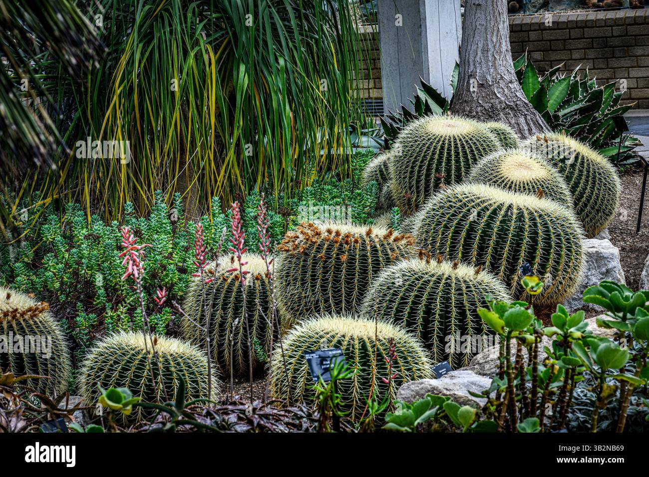 Botanical garden greenhouse cacti hi-res stock photography and images - Alamy