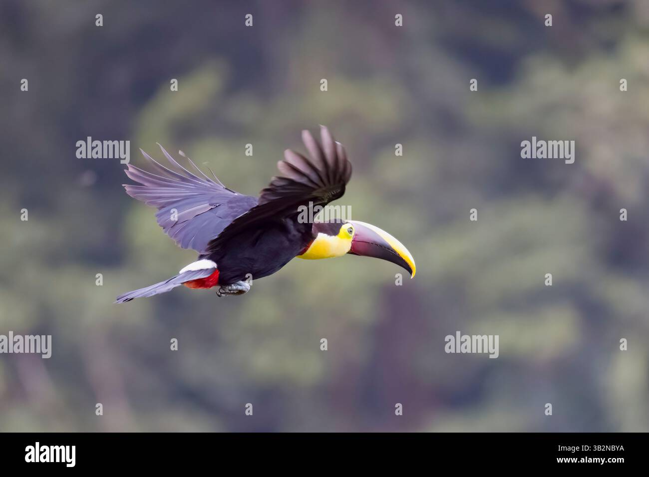 Yellow-throated Toucan in flight in Costa Rica Stock Photo - Alamy